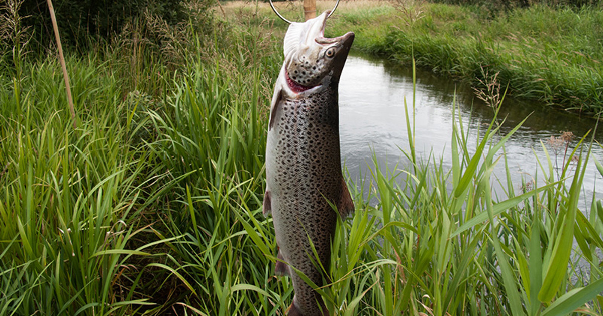 Udsætningsstop i Jordbro og Fiskbæk Åer