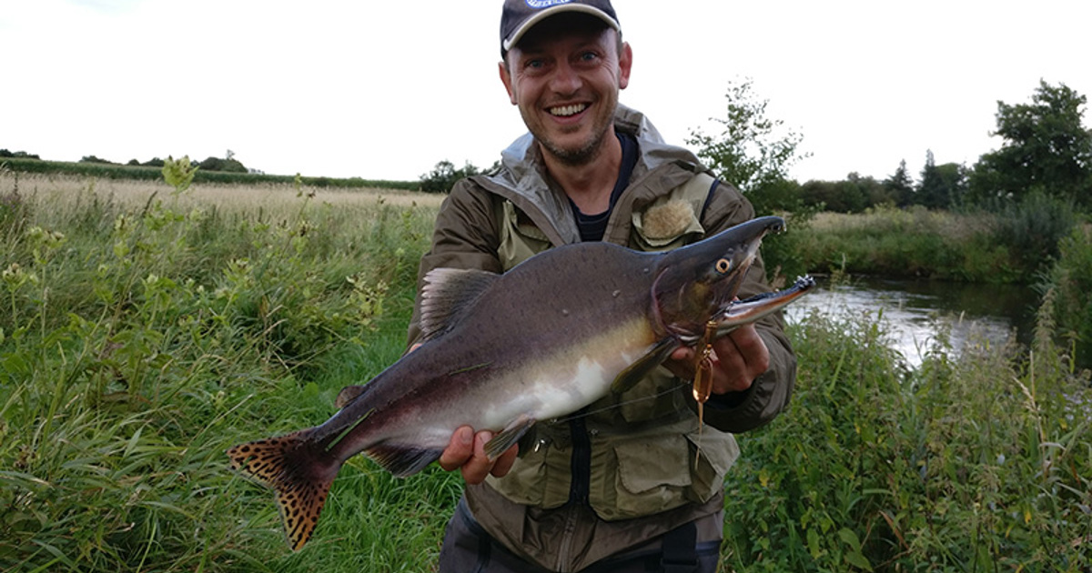 Hattrick ved Brede Å – Havørred, bækørred og pukkellaks