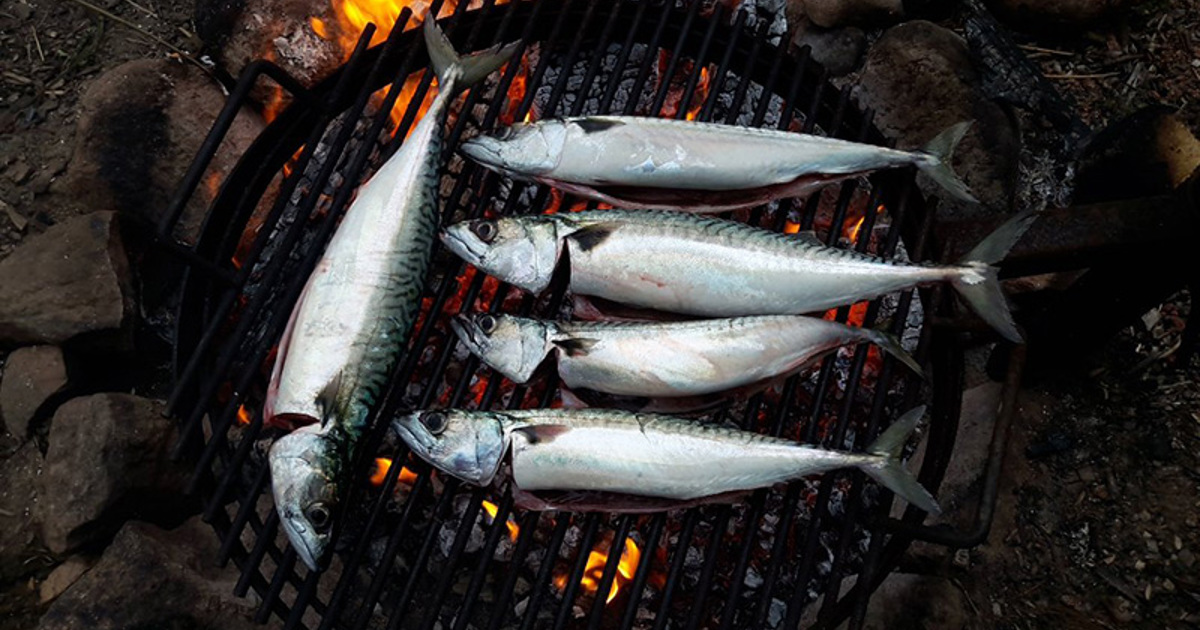 Makreleventyr i Roskilde Fjord