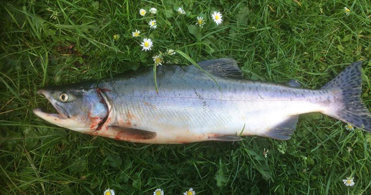 Pukkellaks i Sæby Å