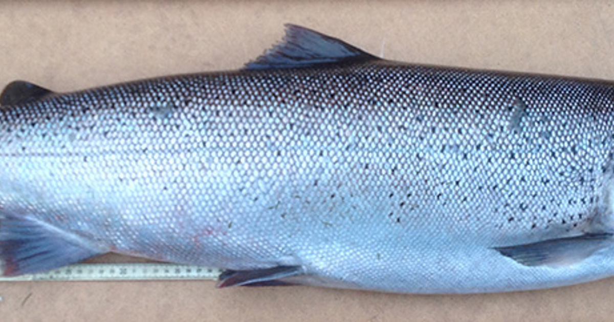 Havørred på over 10 kg fra Simested Å