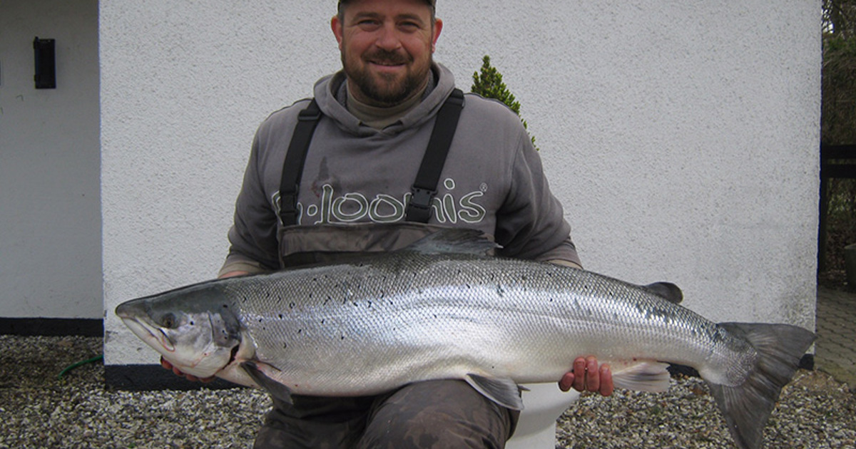 Alle top-10 laks vejer over 10 kg i Bjerringbro