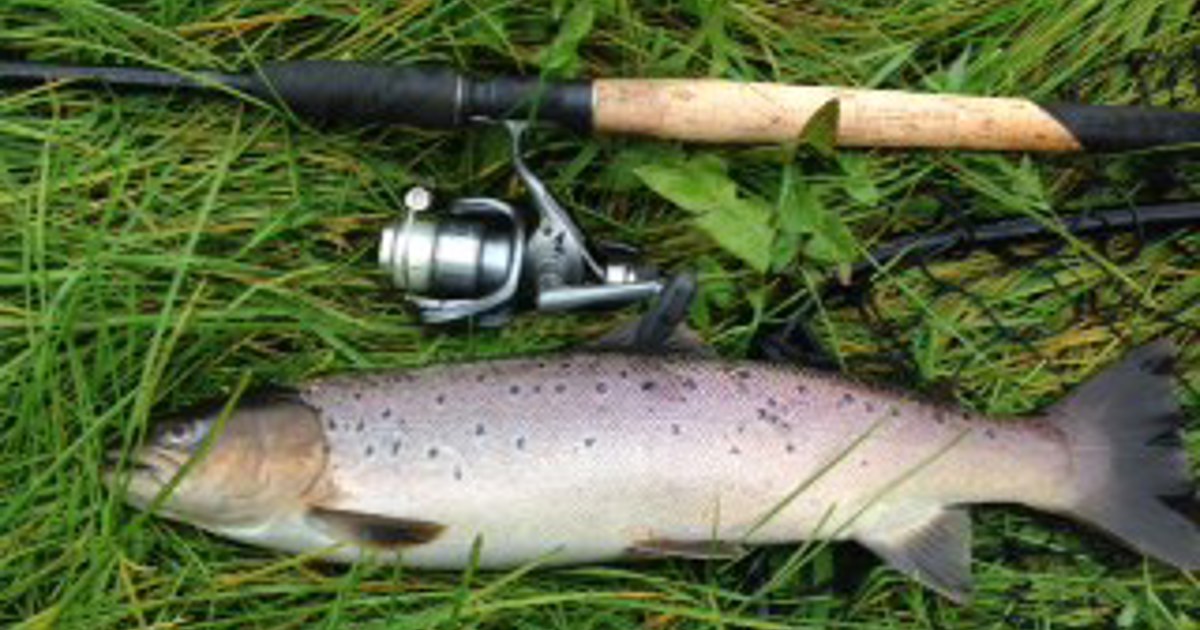 Få deltagere, men fine fisk ved konkurrencen i Vidå