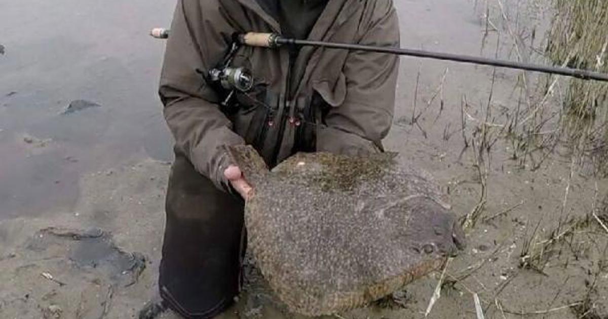 Pighvar fra de sjællandske kyster