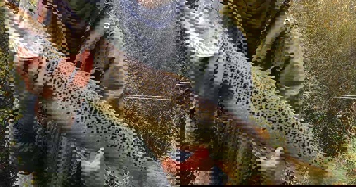 Fine fisk fra Vester Nebel Å