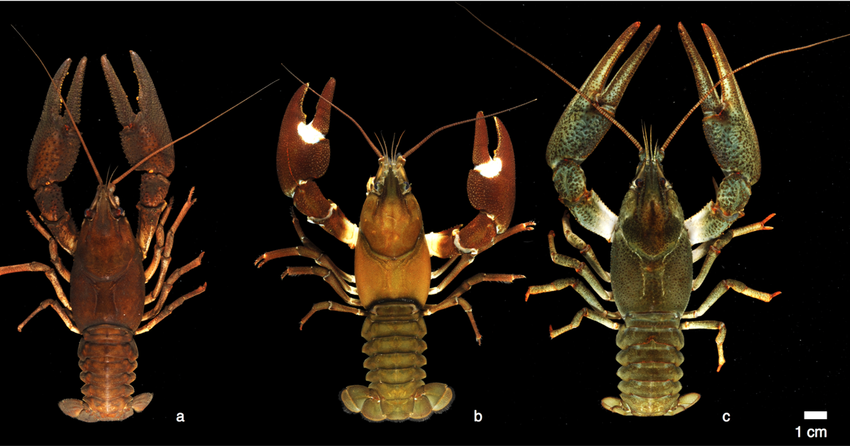 Hjælp med at kortlægge krebs i Danmark