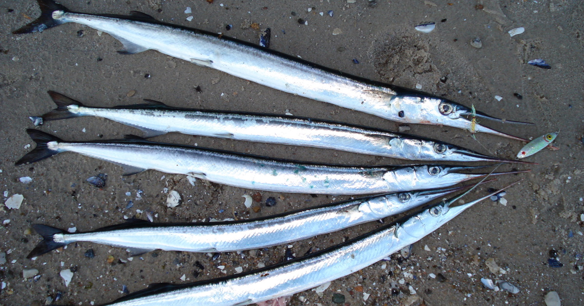 Hornfiskebonanza i Limfjorden på Lystfiskeriets Dag