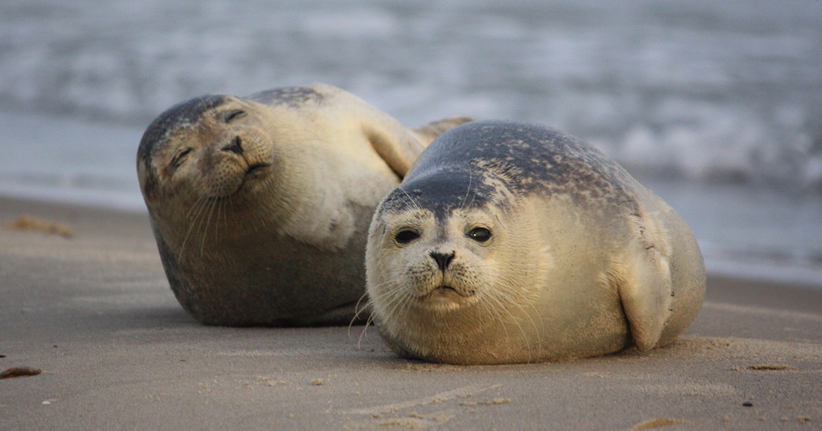 Hjælp med at registrere sæler i vandløb til Limfjorden