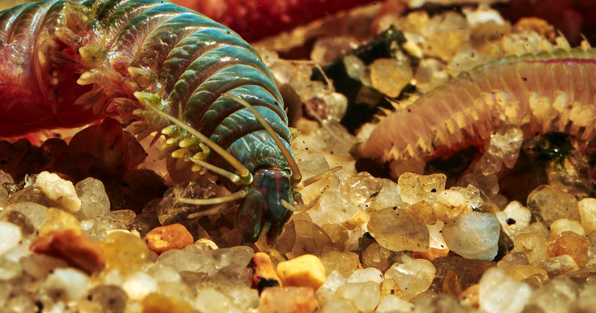 Kystens Midgårdsorm