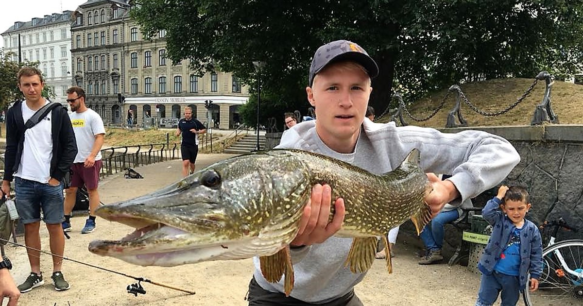 Fang en gedde i Søerne i København