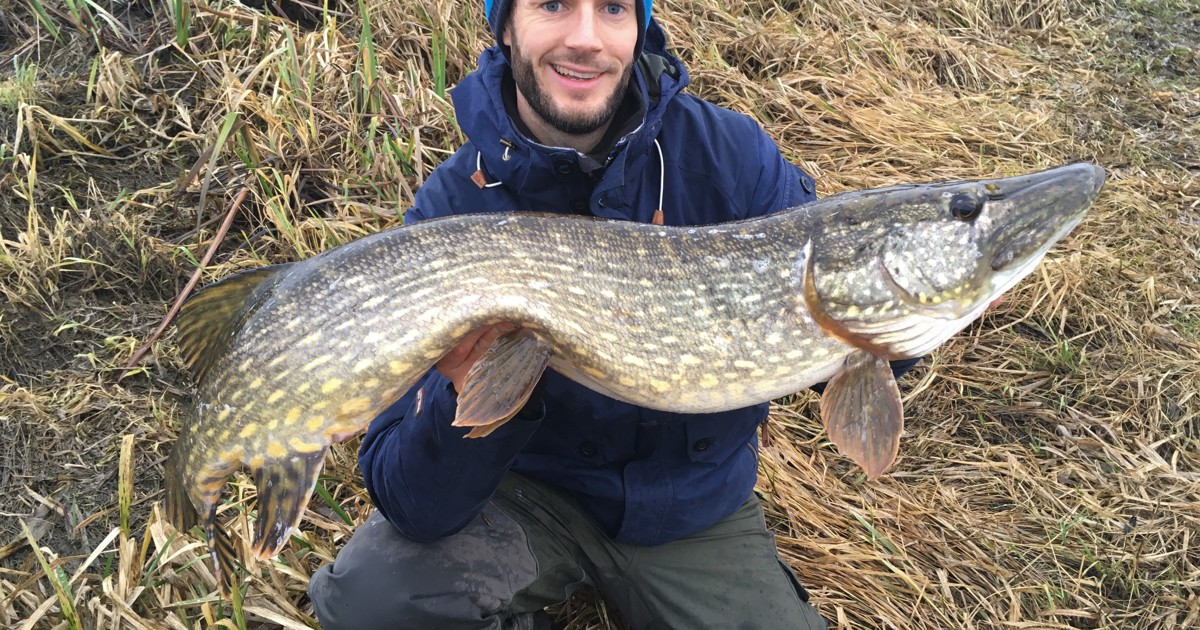 Jyske rovfisk på finnerne