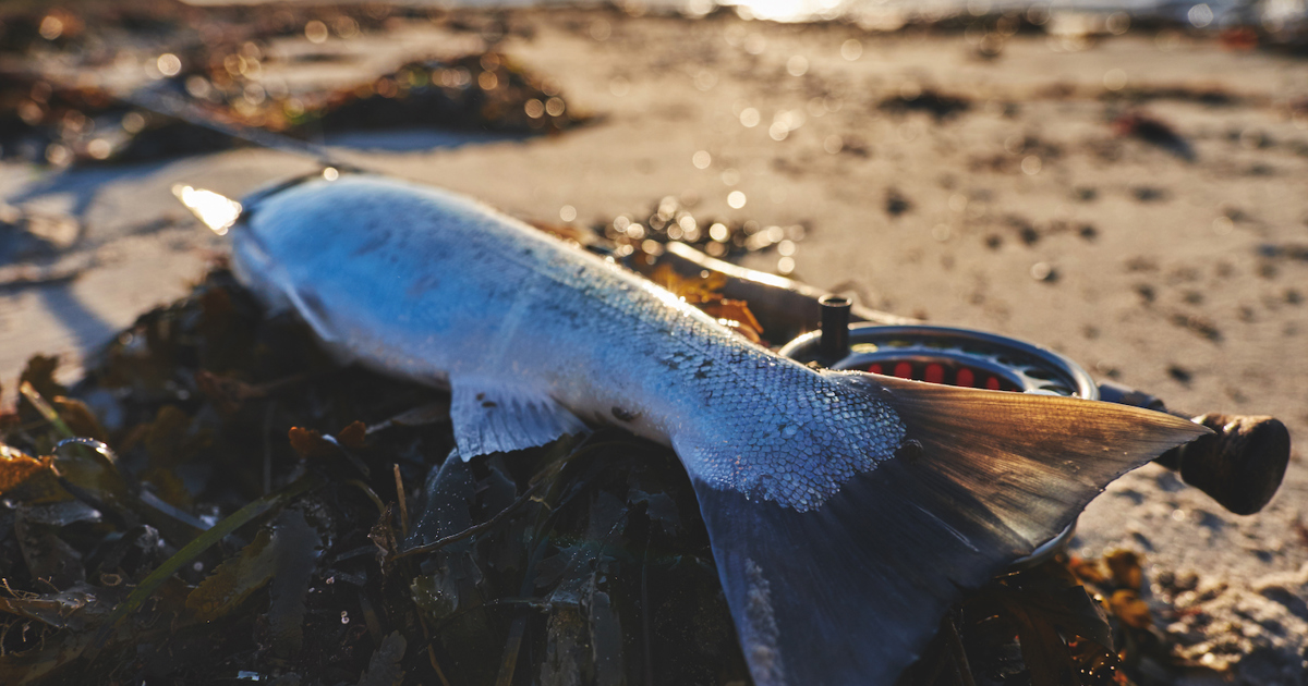 Foredrag: Få succes på de sydsjællandske kyster