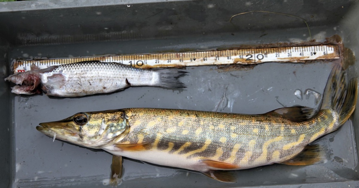 Sommerudtørring og grødeskæring reducerer fiskebestande i Gribskov Kommune