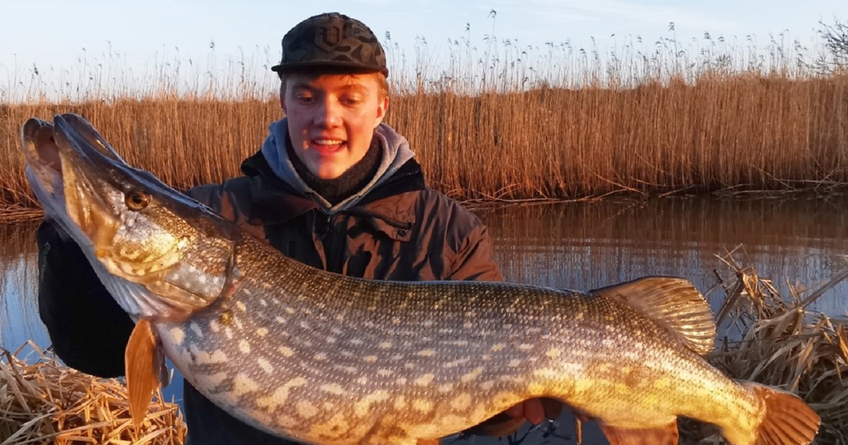 Grove gedder i marts