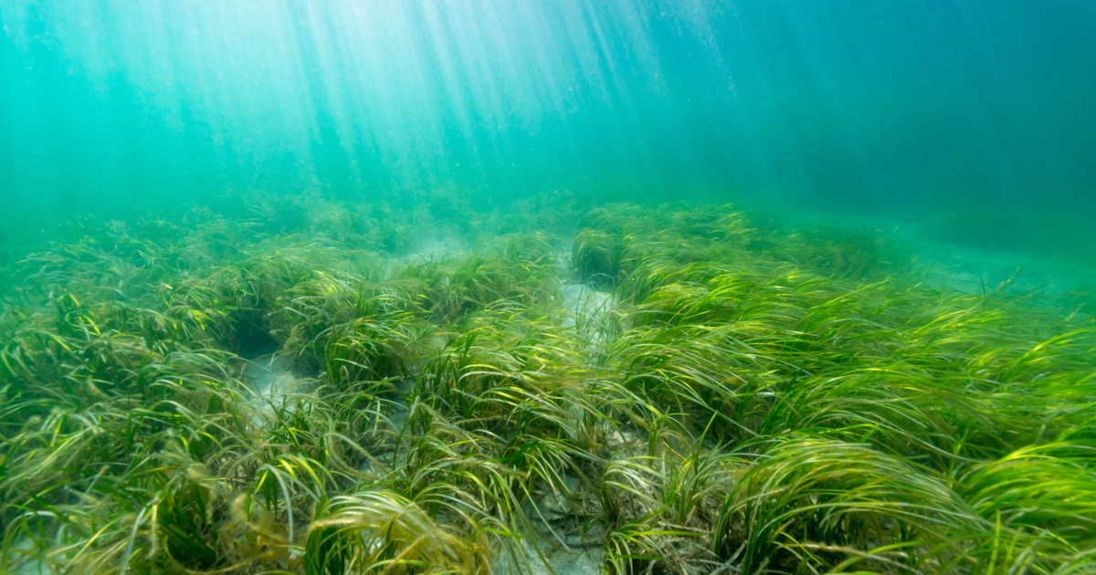 Ålegræs – havets schweizerkniv