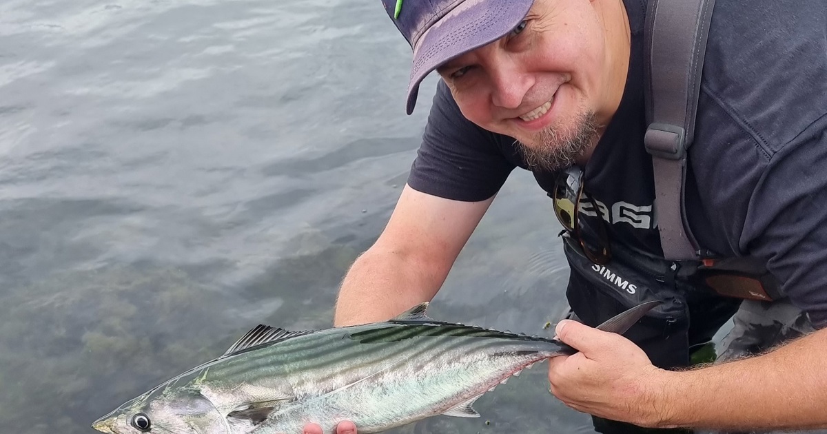 Sensation: Pelamide-bonanza i Kalø Vig