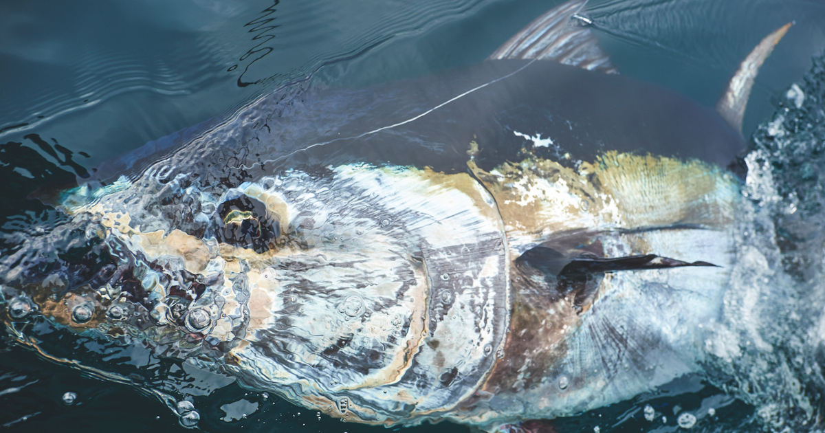 Tun kan blive guld værd for Danmark