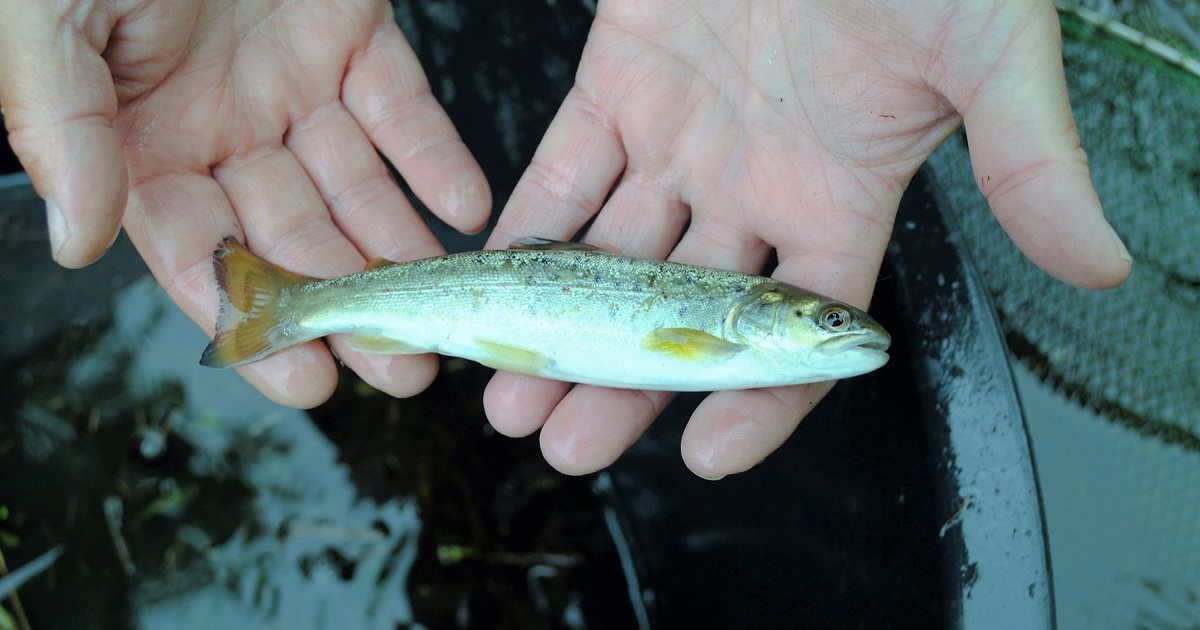 Her kan du få viden om udsætning af ørredsmolt i Danmark